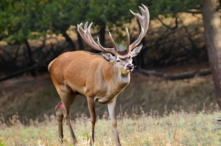 What Is A Male Deer Called and What's the Right Term? (Here’s the ...