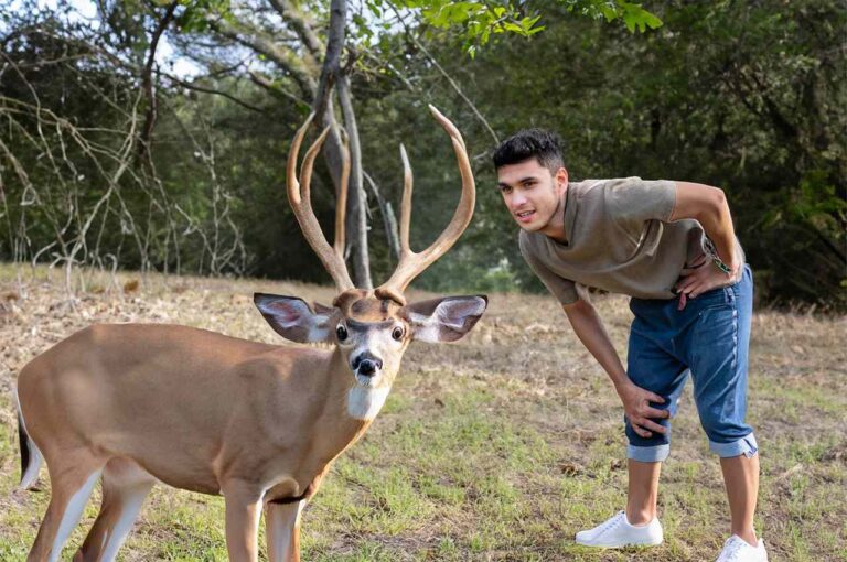 Do Deer Attack Humans: What Really Happens Getting Closer To Deer ...