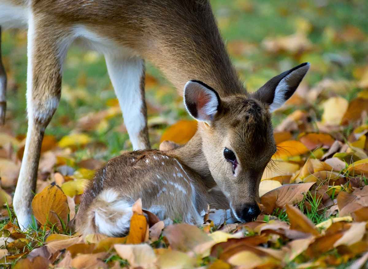 When Do Whitetail Deer Give Birth? Know The TimeLine! - DeerSeason.Org