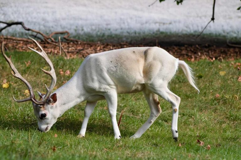 What is a Leucistic Deer and Why Are They So Elusive? - DeerSeason.Org