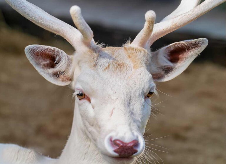 What is a Leucistic Deer and Why Are They So Elusive? - DeerSeason.Org