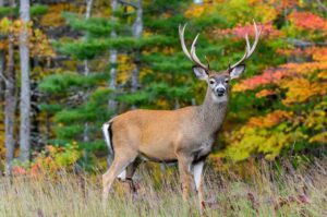 🦌 Complete Guide to Connecticut's White-Tailed Deer Seasons for 2025 ...