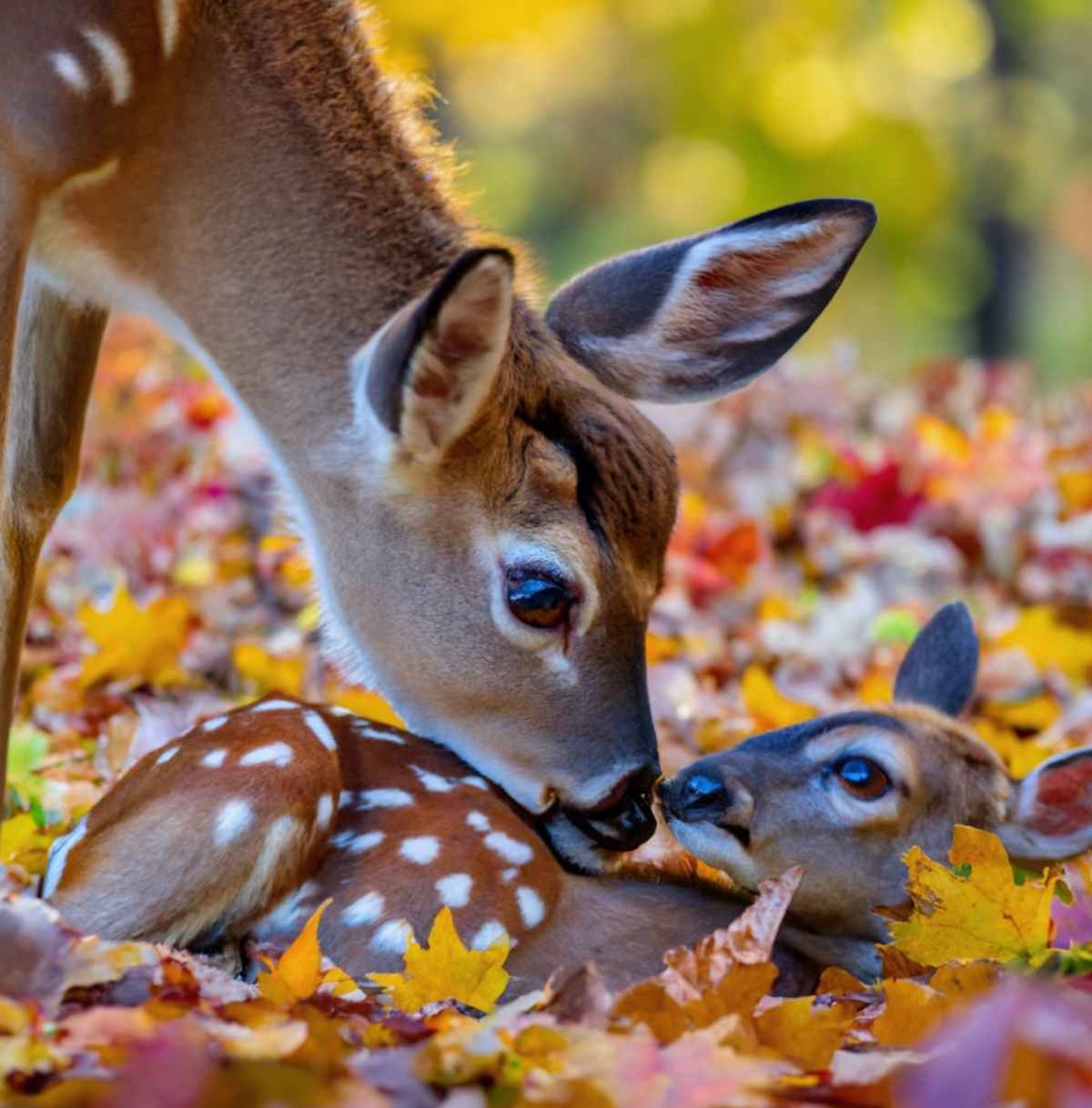 When Do Whitetail Deer Give Birth? Know The TimeLine! - DeerSeason.Org