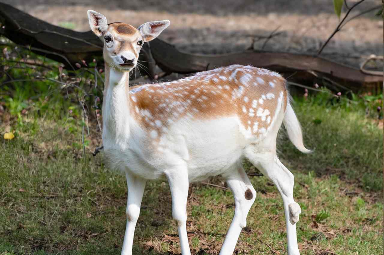What is a Piebald Deer and Why Are They So Unique? - DeerSeason.Org