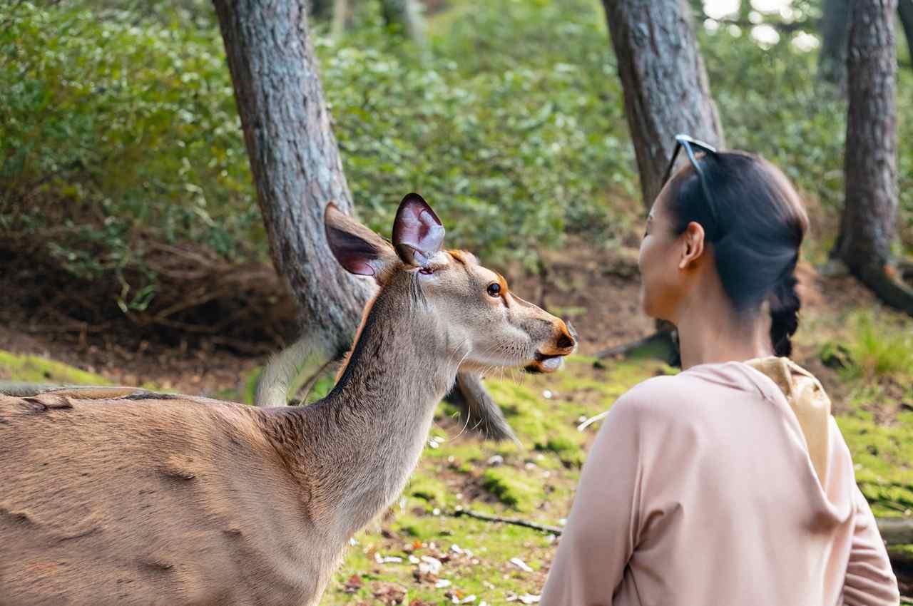 Are Deer Friendly: Should We Be Cautious? Things You Must Know ...