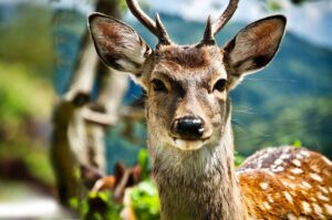 Do Deer Eat Meat? Unveiling Herbivore Diets