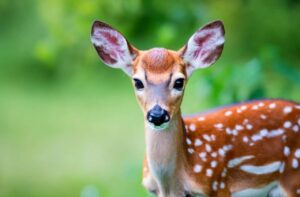 What is a Baby Deer Called? Discover the Answer! - DeerSeason.Org