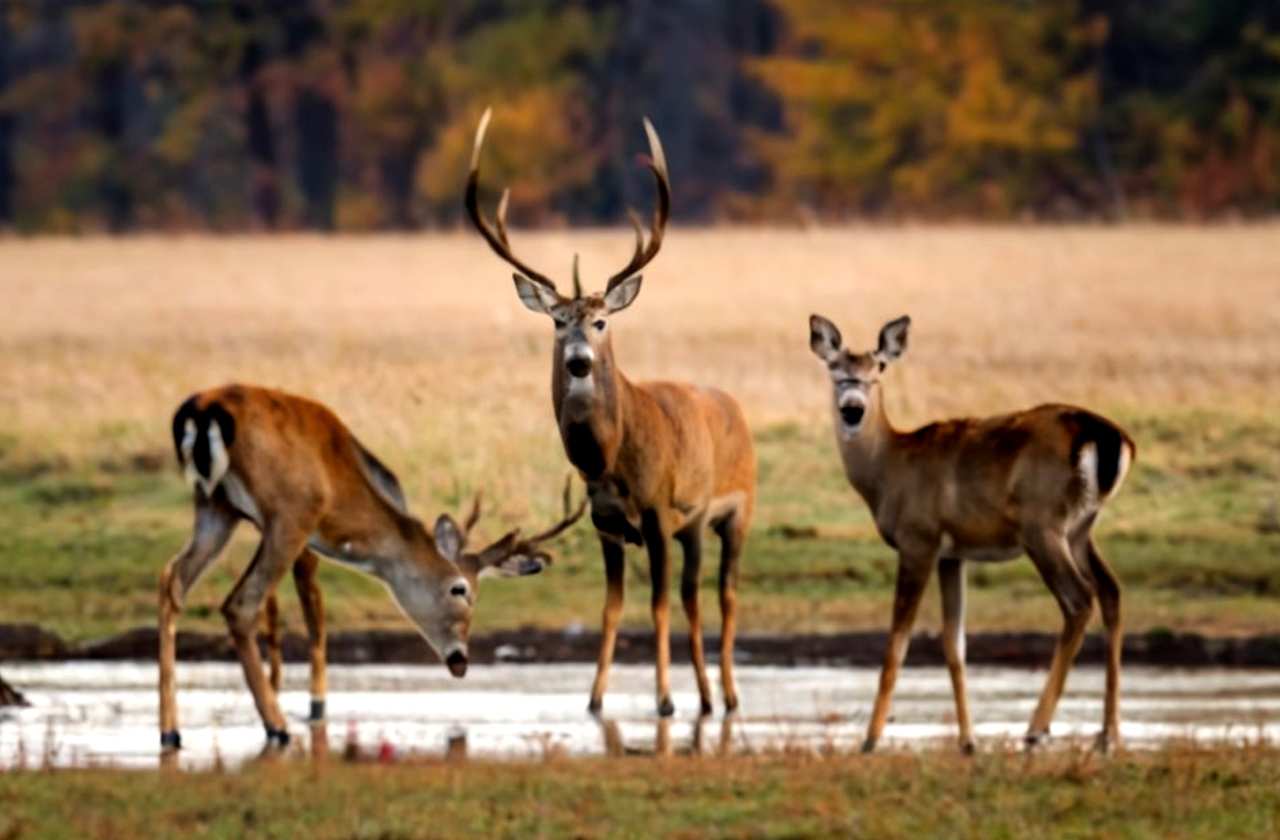 Where To Hunt Whitetail Deer In The Morning? - DeerSeason.Org