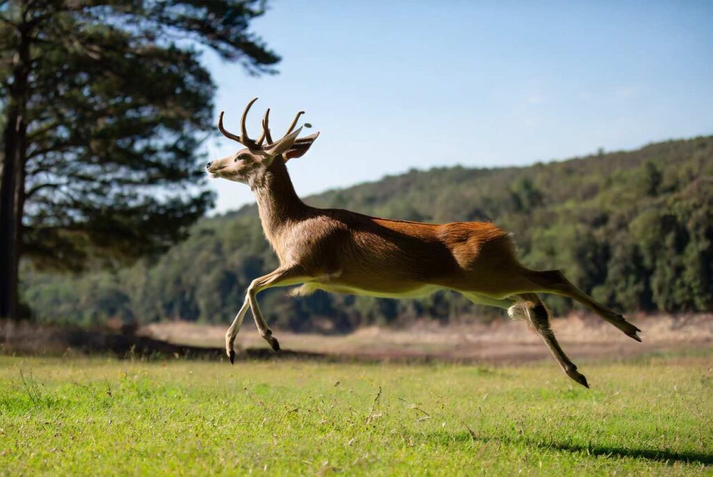 Discover How High a Deer Can Jump!